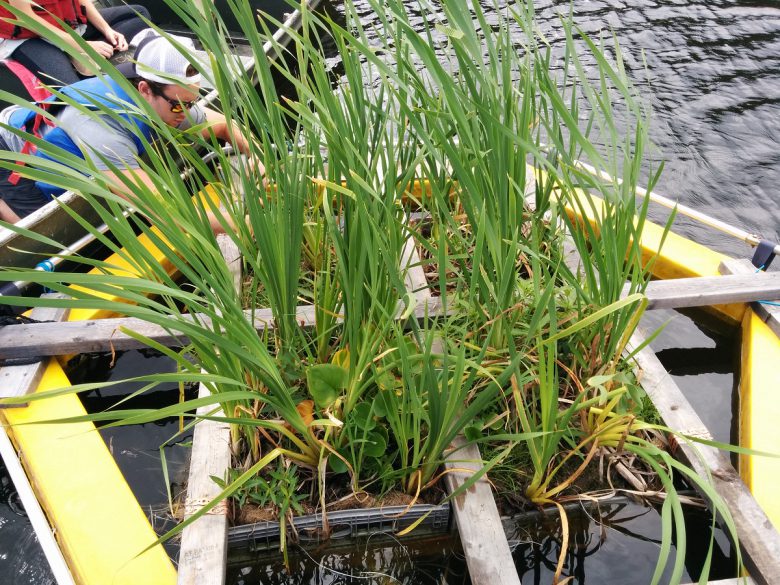 The Floating Bioplatforms of IISD-ELA | IISD Experimental Lakes Area