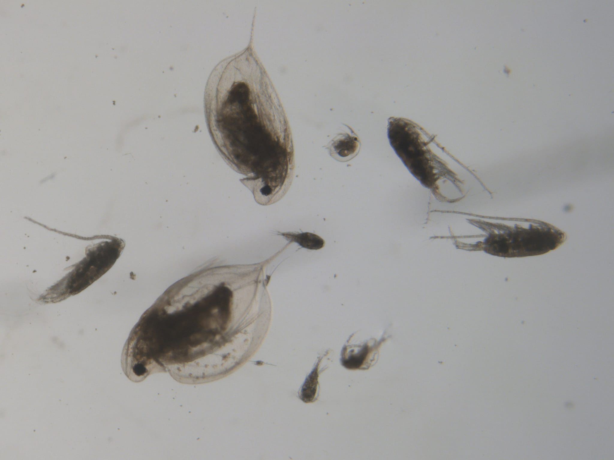 Zooplankton and Fresh Water: Here are the facts | IISD Experimental ...