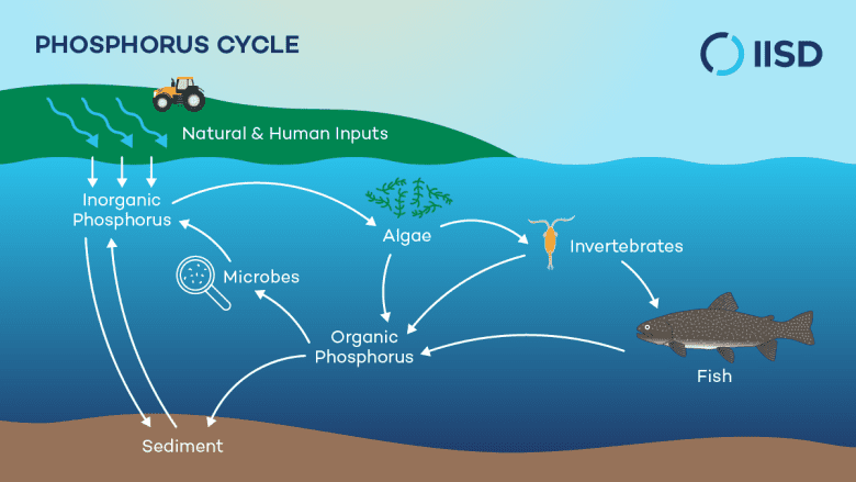 BACK TO BASICS: How and Why Phosphorus Cycles through a Lake | IISD ...