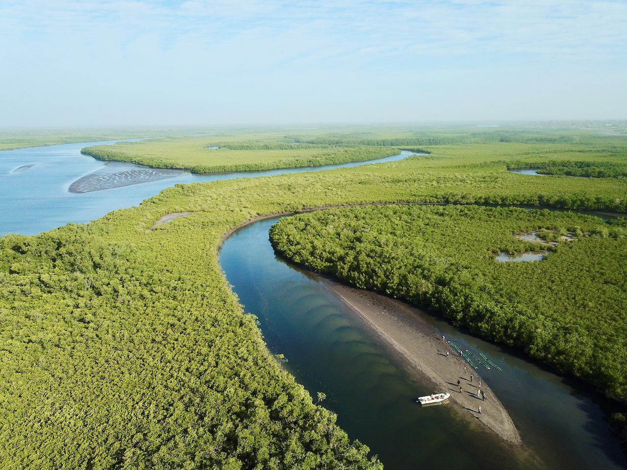 Restoring a Mangrove Forest as Sustainable Infrastructure Development ...