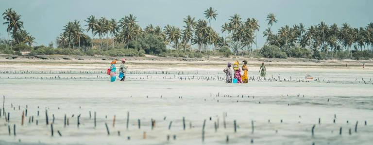 Climate Change Impacts on Women in Senegal: Here's how nature-based ...