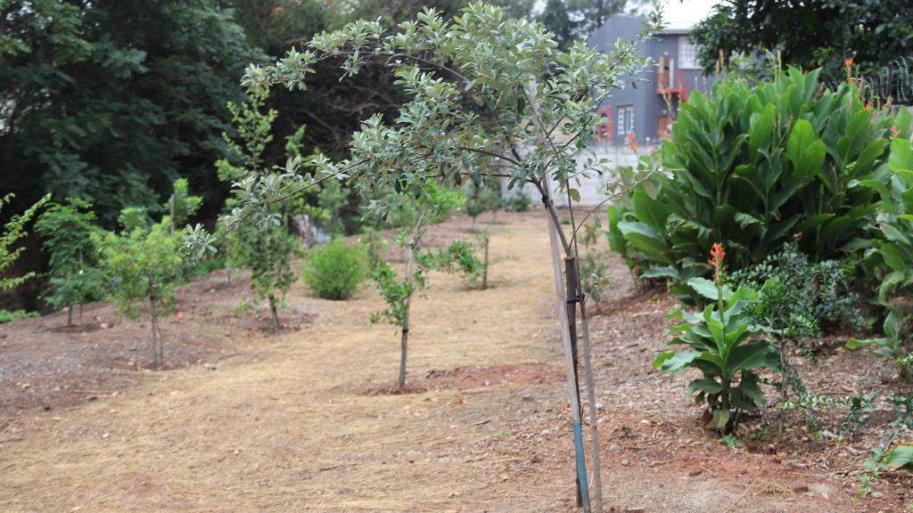 Urban Nature-Based Solutions | International Institute for Sustainable ...
