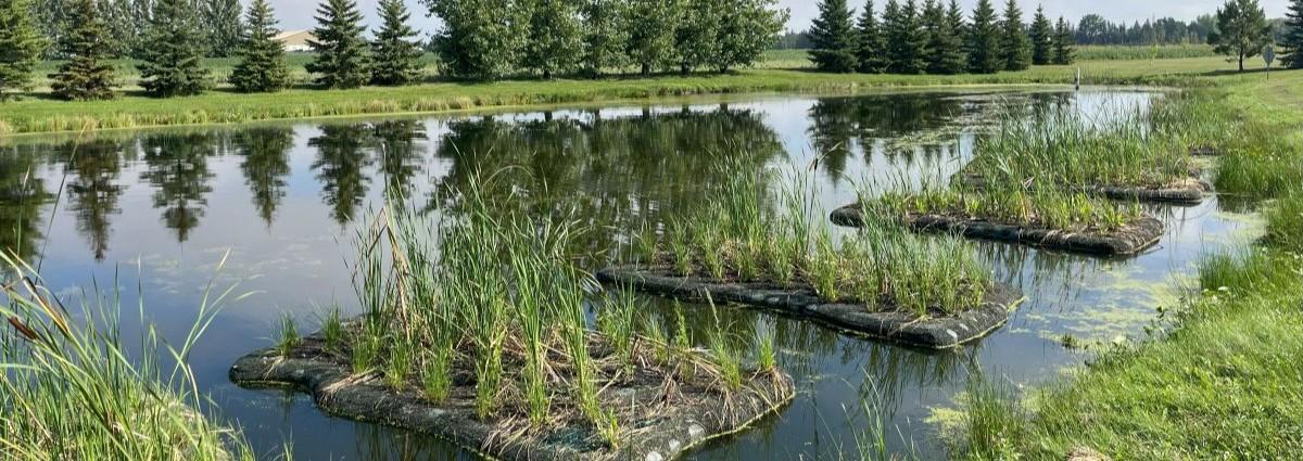 Natural Infrastructure for Water Quality | International Institute for ...